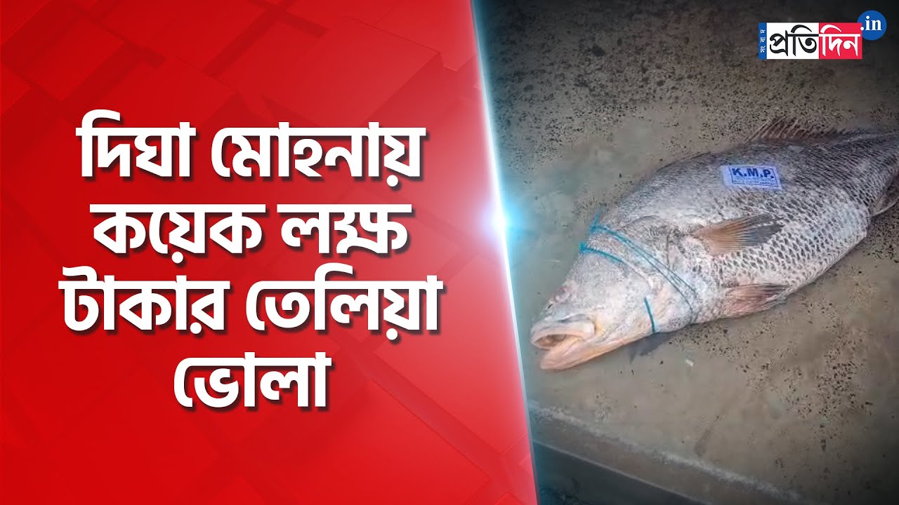 Digha fishermen got Telia bhola fish worth several lakhs | Sangbad ...