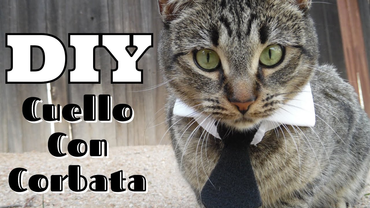 DIY Cuello con Corbata collar para gato - YouTube