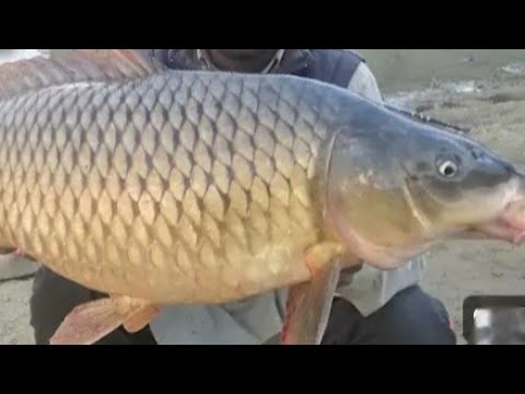 Amazing Fresh Gulfam Fish live Cutting in Pakistan | Fish Cutting ...