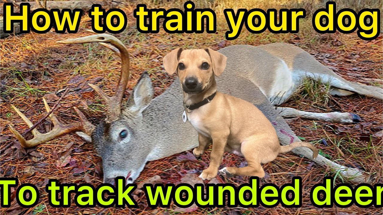 How to Train Your Dog to Track Wounded Deer - YouTube