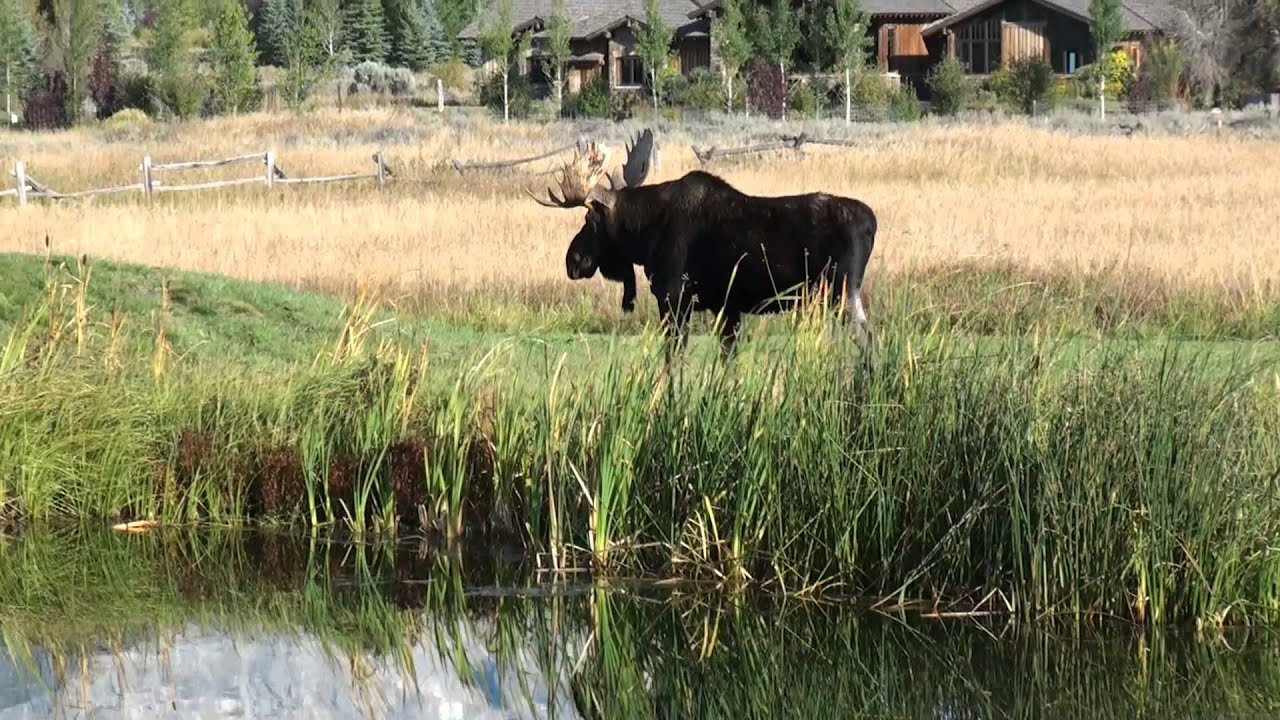 Backyard Moose - 2015-09-10 - YouTube