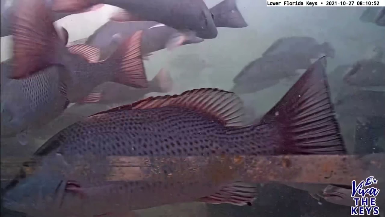 CHOMP! Graphic 👀 Cubera Snapper Eating Blue Striped Grunt! - YouTube