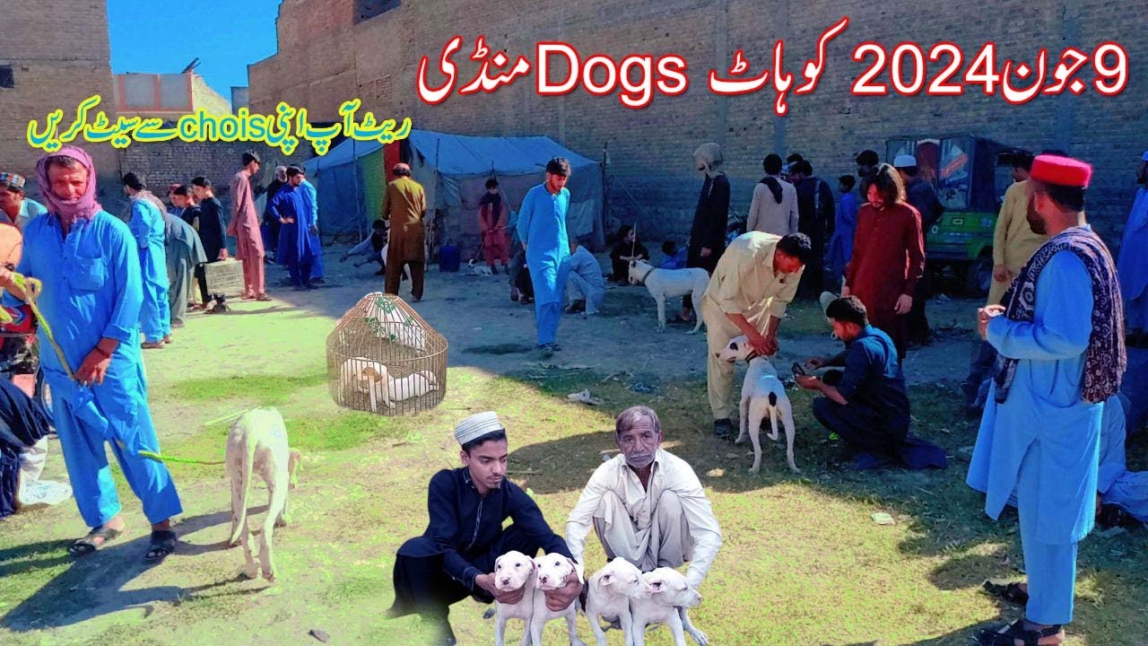09 06 2024 dog mandi | Today Dog vlog | sunday video | etwar bazar ...