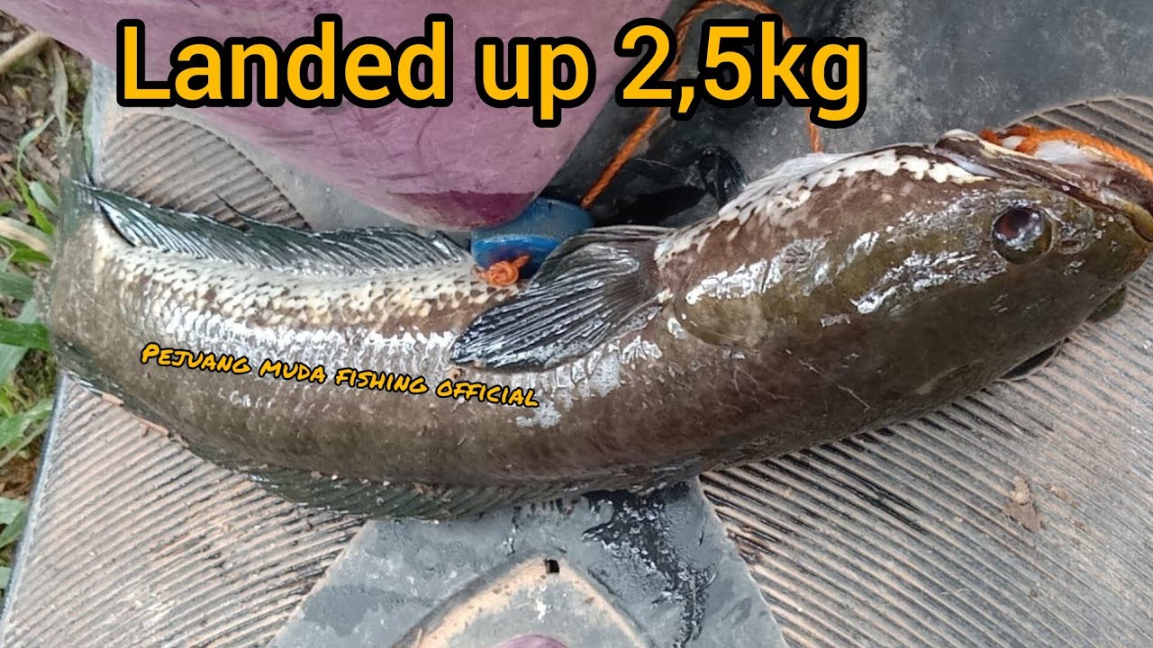 strike ikan gabus besar - YouTube