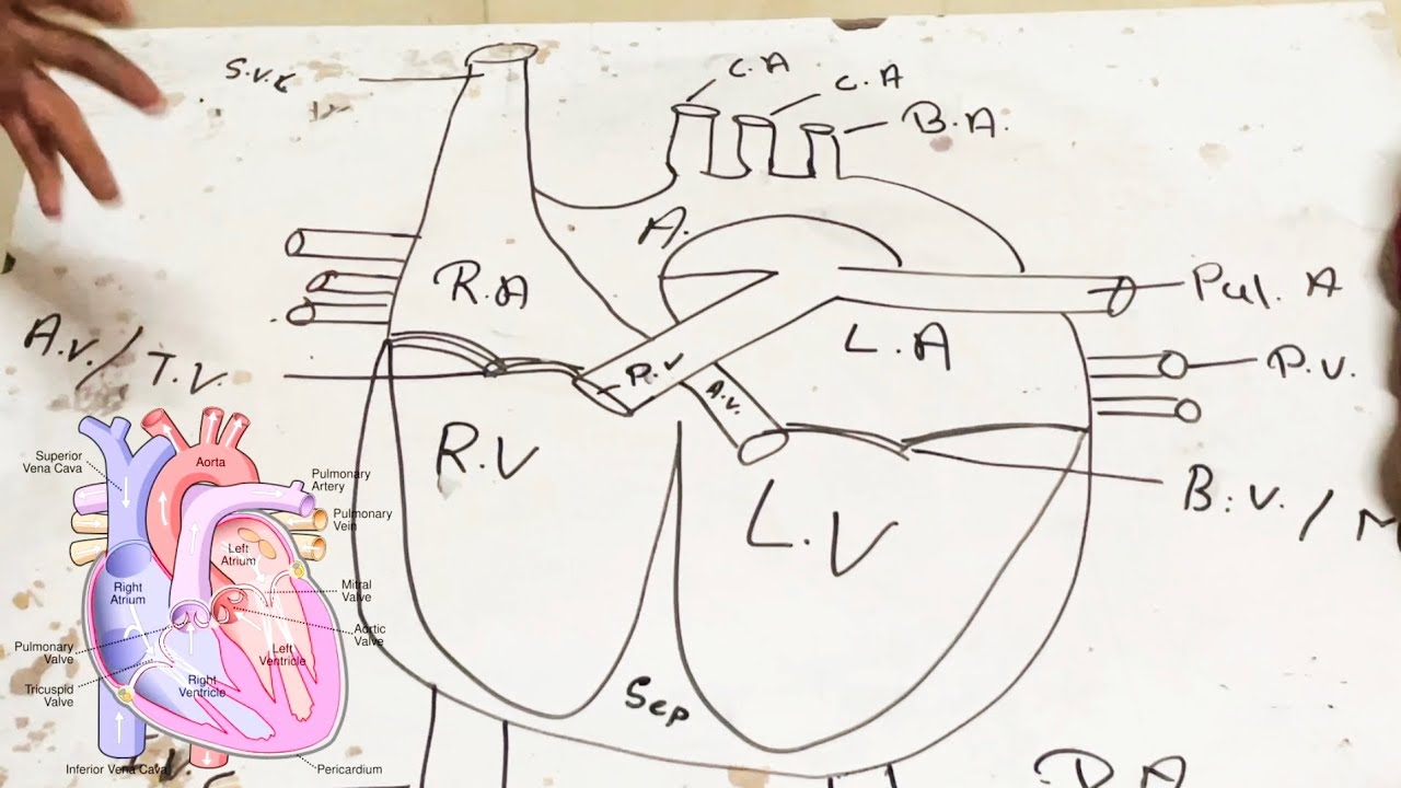 "The easiest way to draw a heart diagram with blood flow, making it ...