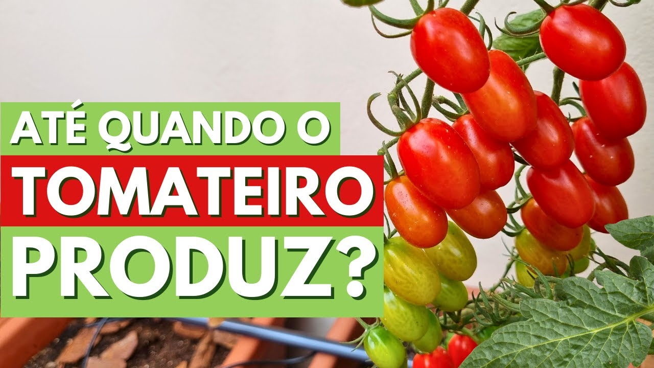ATÉ QUANDO O TOMATEIRO PRODUZ? DICAS DE CULTIVO SOBRE TOMATES! PLANTIO ...