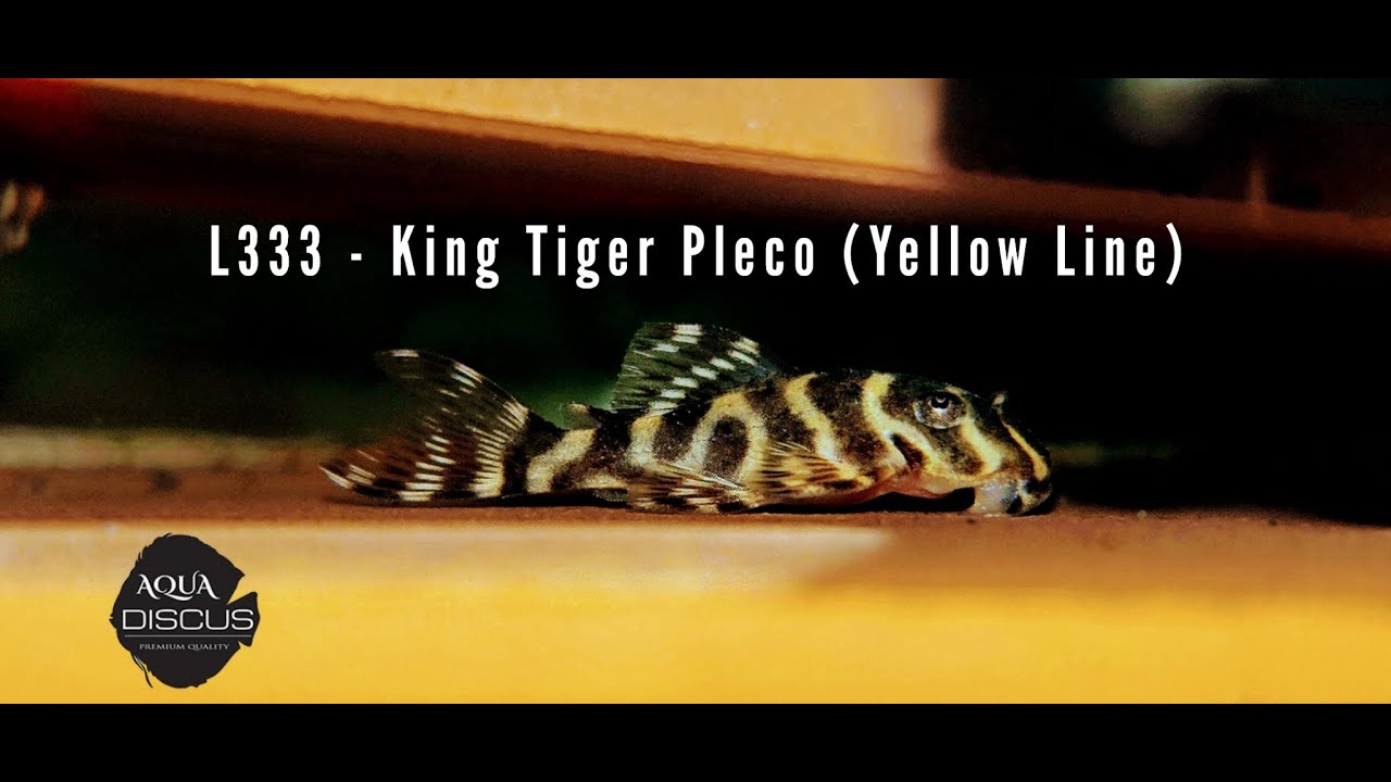 L333 King Tiger Pleco | Aqua Discus India | Bookings OPEN NOW | L333 ...