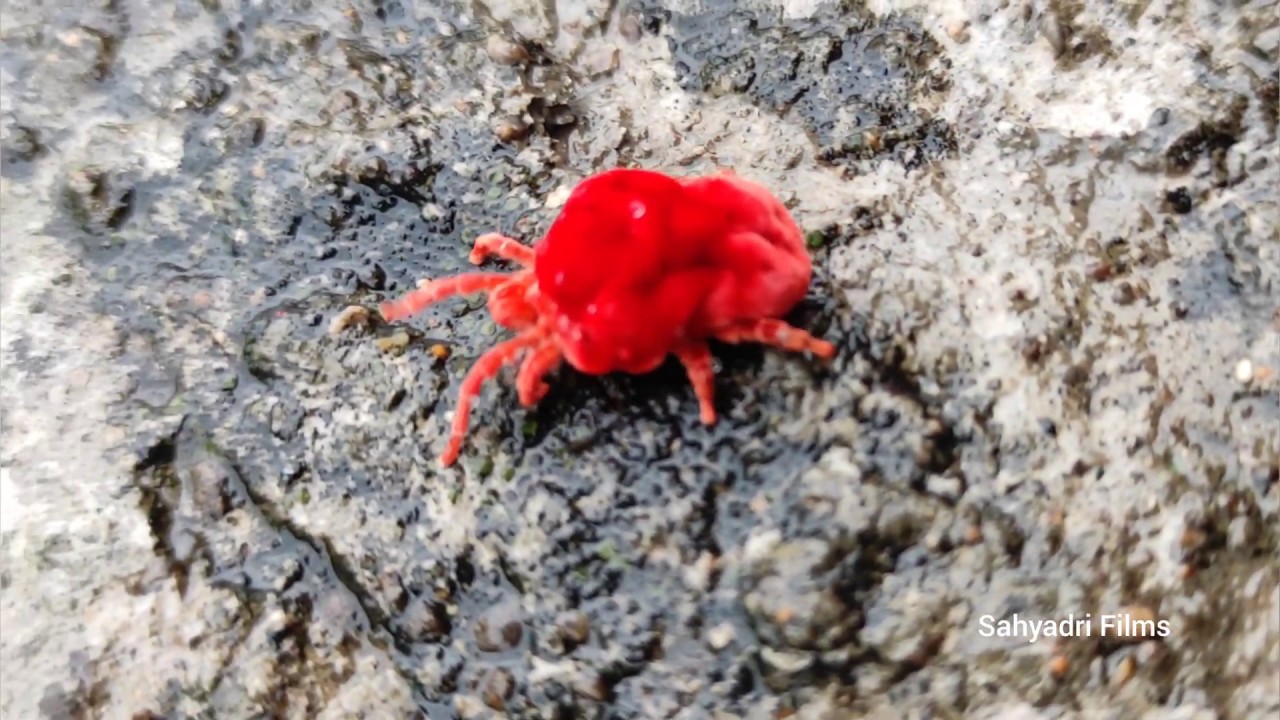 Trombidiidae - Red Velvet Mites | Makhmali kida ( मखमली कीड़ा ...