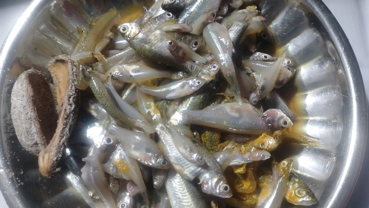ଚୁନା ମାଛ ଆମ୍ବୁଲ ଚଡଚଡୀ କରିବା। ଚୁନା ମାଛ 🐟 ଆମ୍ବୁଲ କେମିତି କରିବା। How to ...