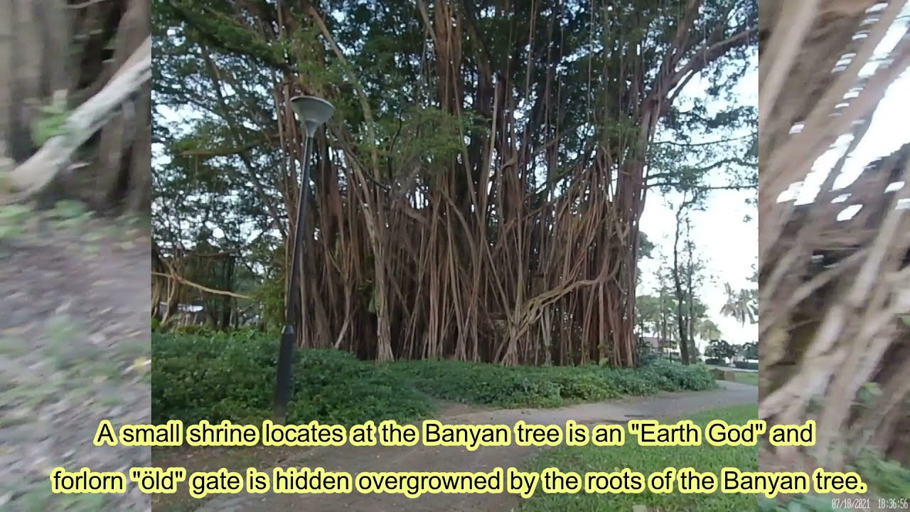 Kallang Gasworks & mystical tree - YouTube