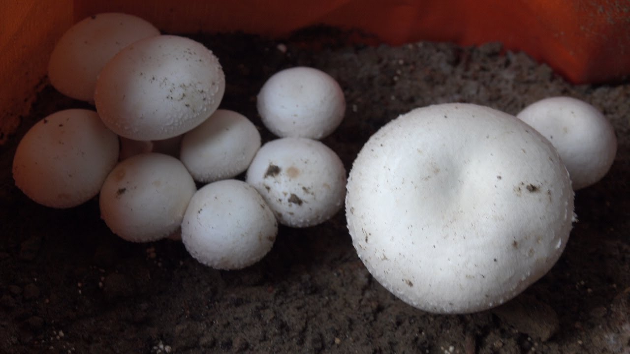 ORGANIC METHOD OF GROWING BUTTON MUSHROOMS🍄 - YouTube