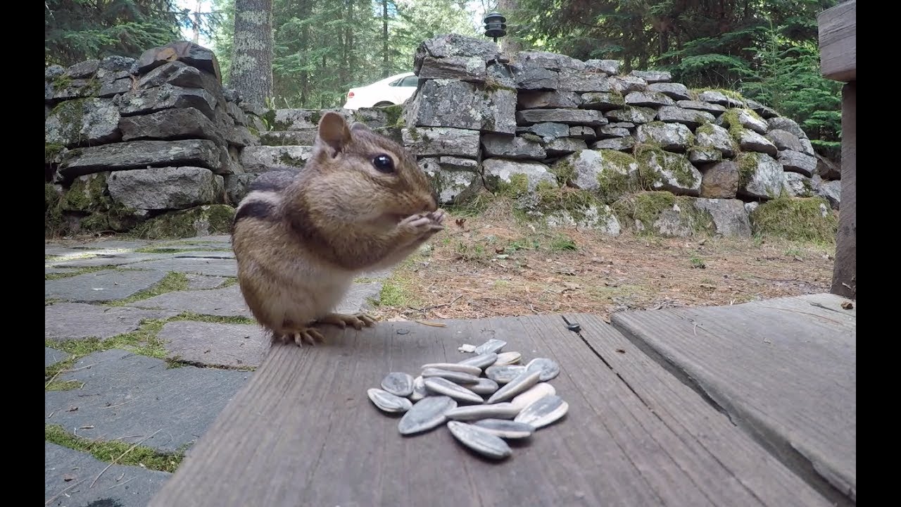 Chipmunk Attack!!! - YouTube