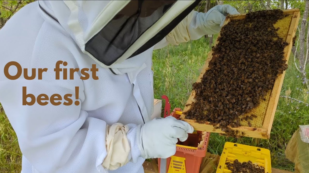 Our first bees! First-time beekeeper with no clue - YouTube