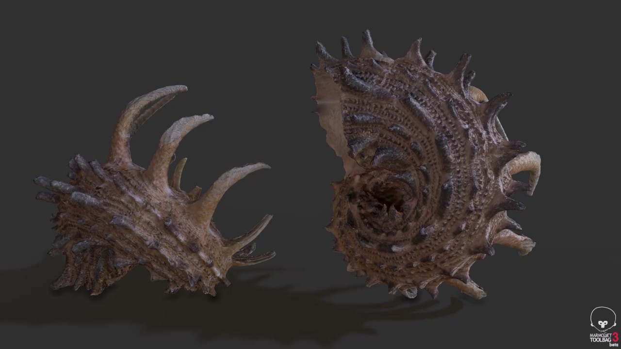 Crown Shells Color - YouTube