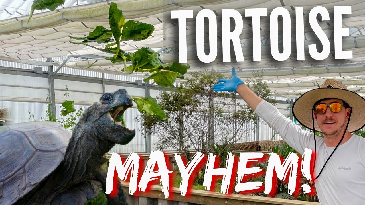 Massive Tortoise Greenhouse Feeding! | Primitive Predators - YouTube