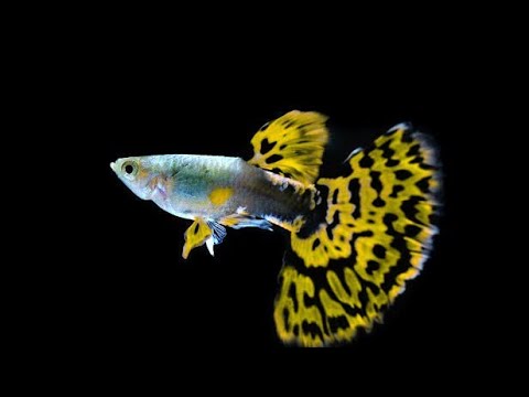 Beauty Of Gappy Fish - YouTube