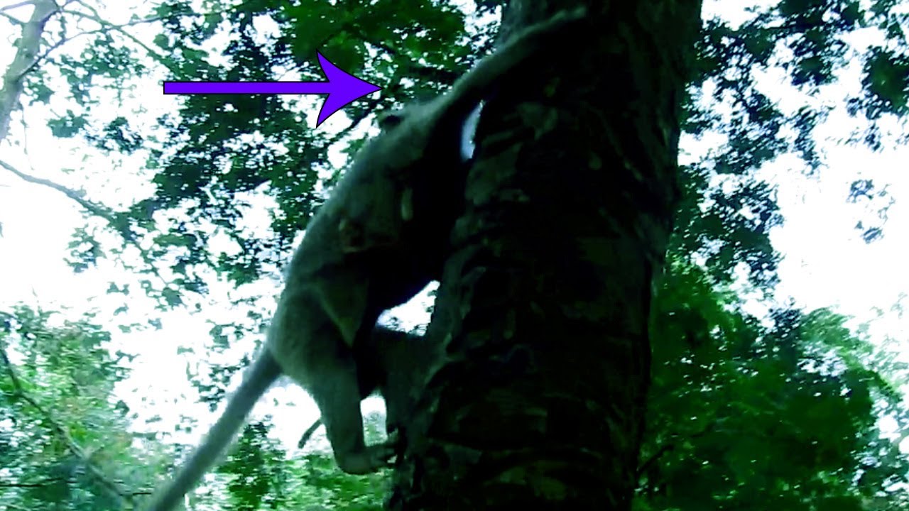 Following Monkey Dee Dee From Evening Until she Going To Bed, Climbing ...