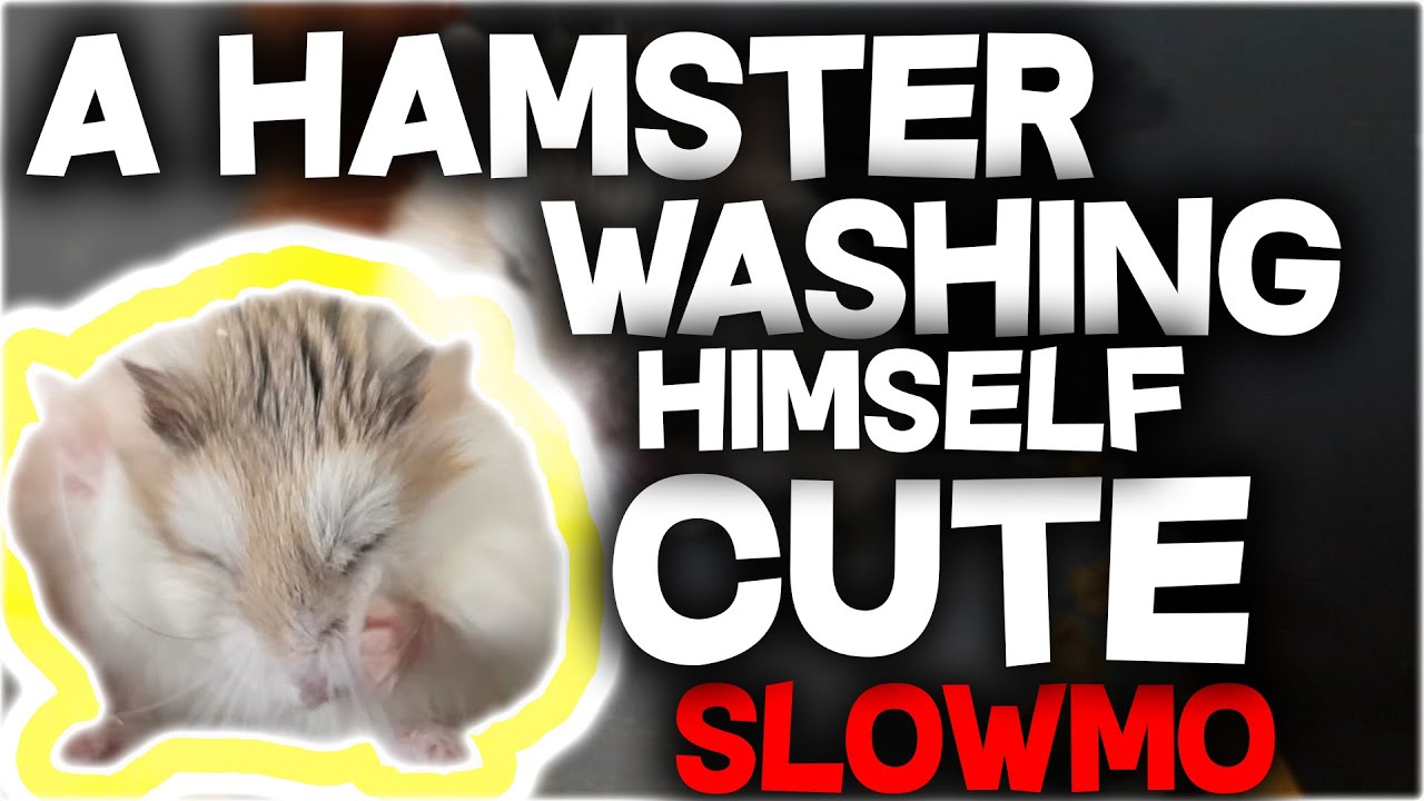 Cute hamster. A hamster washing himself cute. Slow motion video. 2020 ...