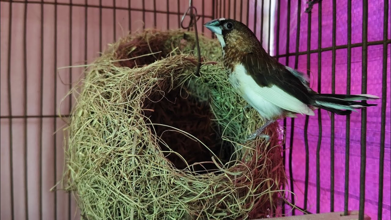 "Cute Pair of Prince Birds in Their Cozy Nest 🕊️ | 22s Pure Calm" - YouTube
