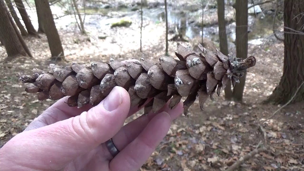 Survival tip - Pine Cone Fire - YouTube