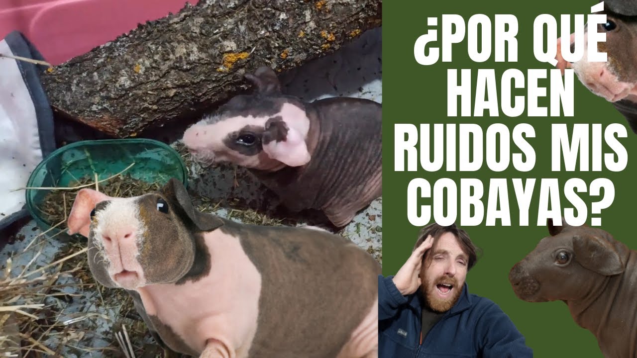 ¿Por qué hacen ruidos mis COBAYAS CALVAS? - YouTube