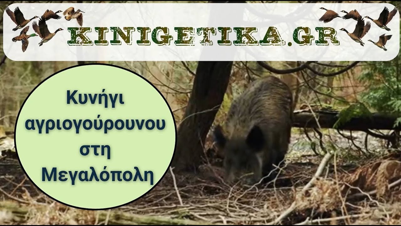 Κυνήγι αγριογούρουνου με κάμερα στο σκύλο - YouTube