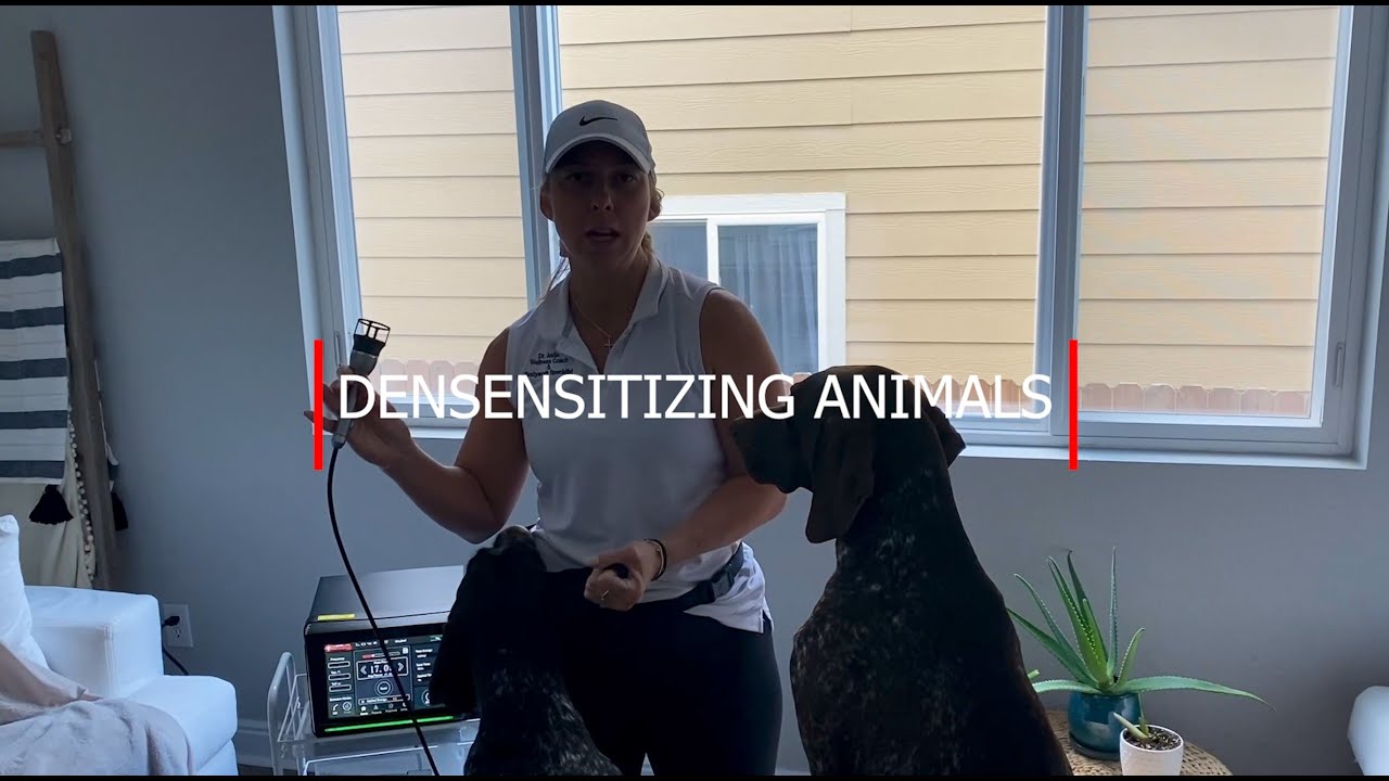 Desensitizing Animals, dogs and horses alike - YouTube