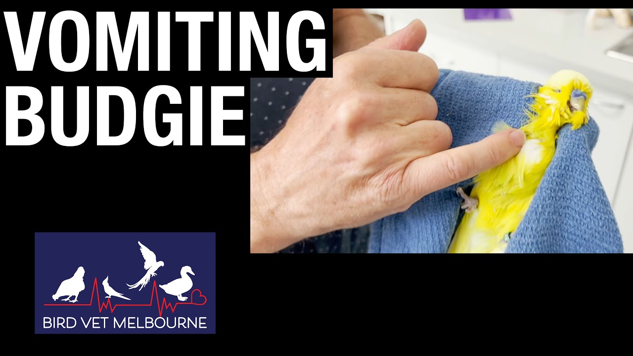 Vomiting budgie at Bird Vet Melbourne - YouTube