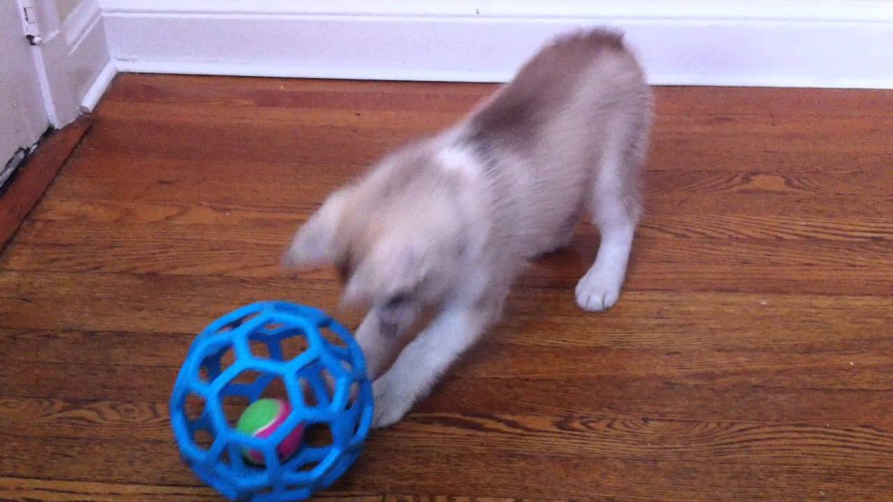 Ben the Red Siberian Husky puppy, 8 weeks old playing with his ball toy ...