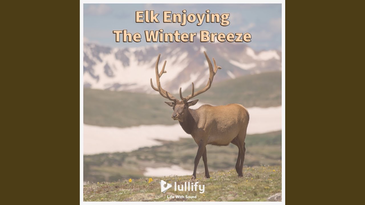 Elk Sounds - YouTube