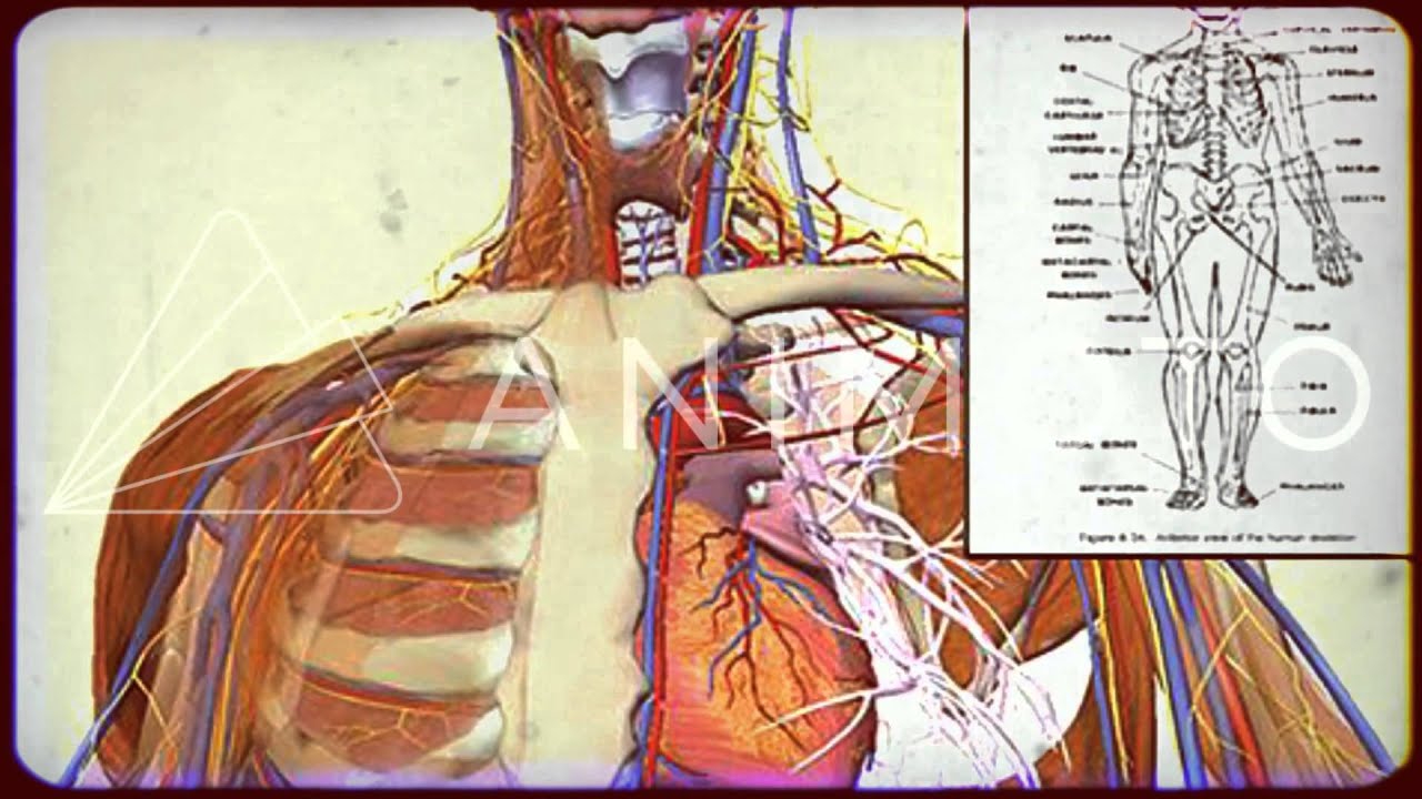Using InnerBody's Anatomy Explorer HUMAN ANATOMY COURSE - YouTube