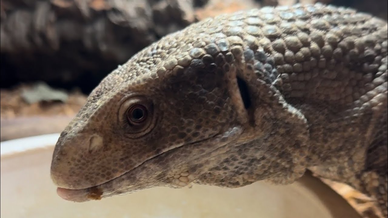 Savannah Monitor Diet - YouTube