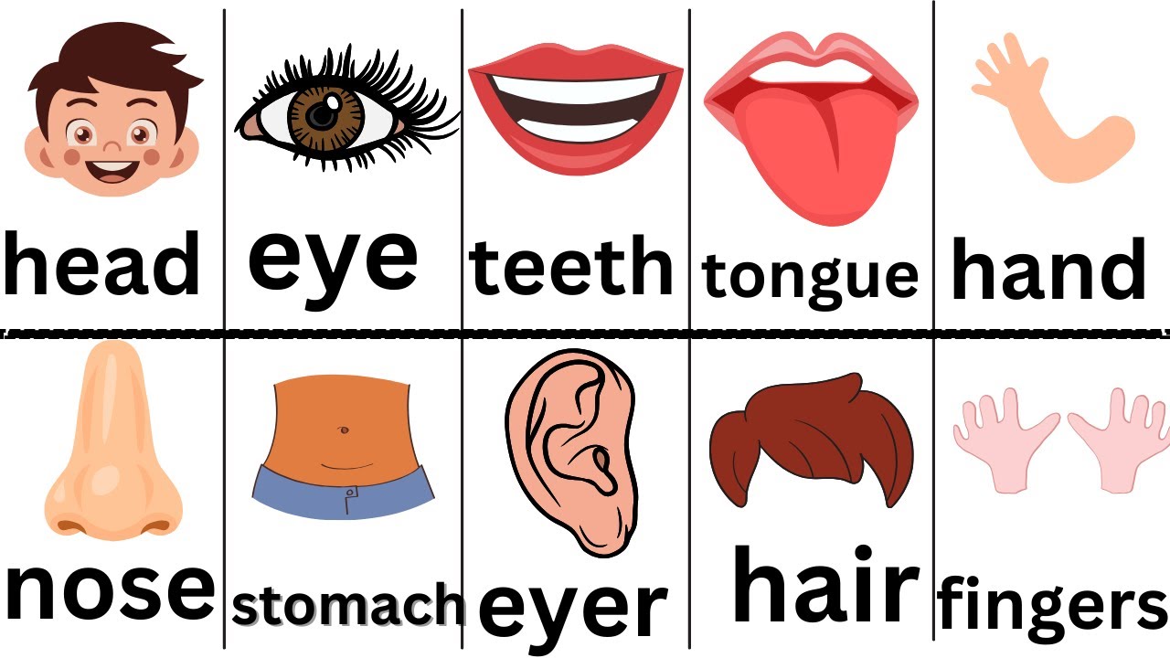 FIRST WORDS FOR TODDLERS & ALL BODY PARTS WITH IMAGES #kids #animation ...