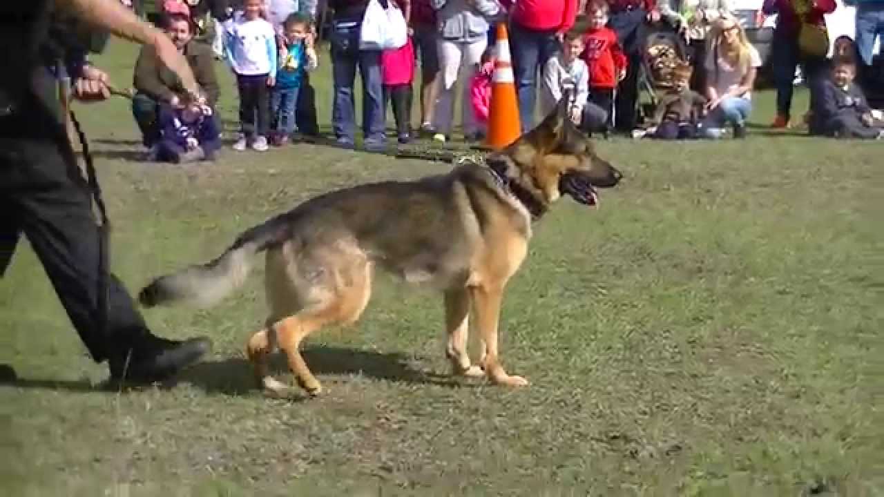 2015 Cops 'N Cars for Kids: K-9 Officer Demonstrating the Police Dog ...