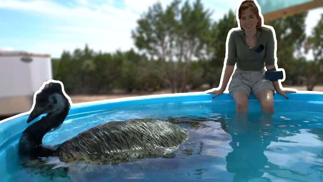 Giving Giant Ball To Baby Cow, Crow Training, Then Fox Training - 10/6/23 - YouTube