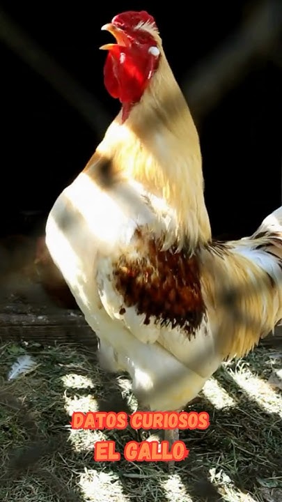 El Gallo // Datos curiosos sobre esta ave que nos da los buenos dias # ...