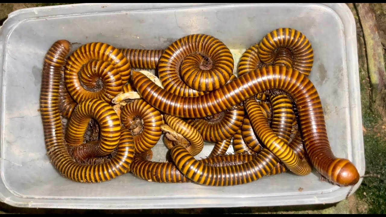 Priceless Caught Poisonous Red Millipedes, Big Millipede, Red spotted ...