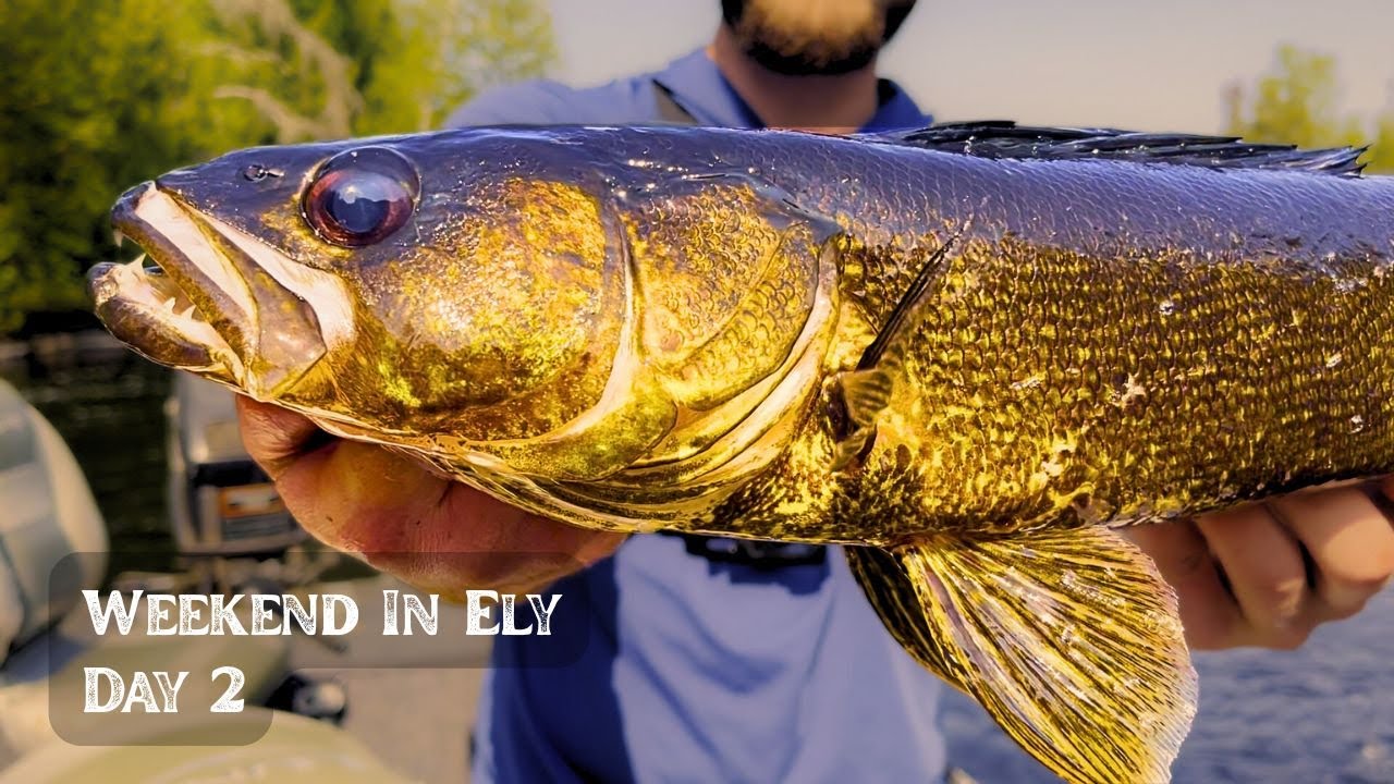 BIG Walleyes & Bass in 2 FEET of Water!! -- A Weekend in Ely (Part 2 ...