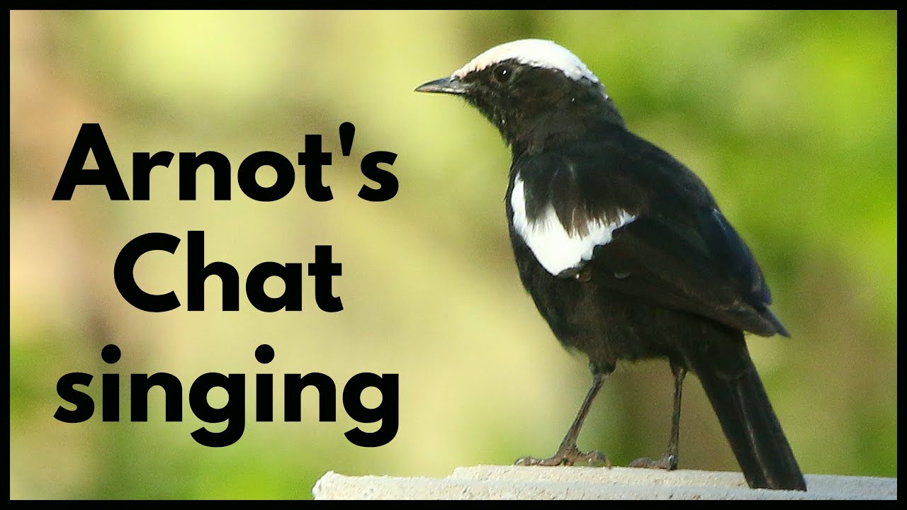 ARNOT'S CHAT song and contact calls - YouTube