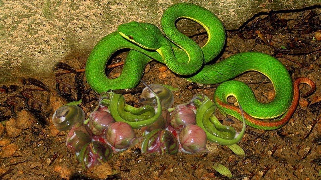Amazing Deadly Viper Snake Giving Birth - YouTube