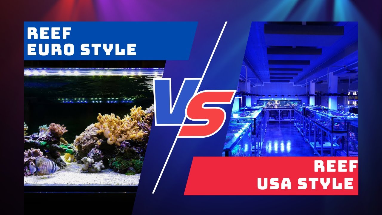 LE REEF FRANCAIS VS LE REEF USA - YouTube