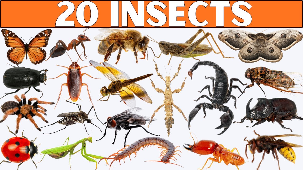 Insects for Kids | Top 20 Most Interesting Insects for Fun Learning ...