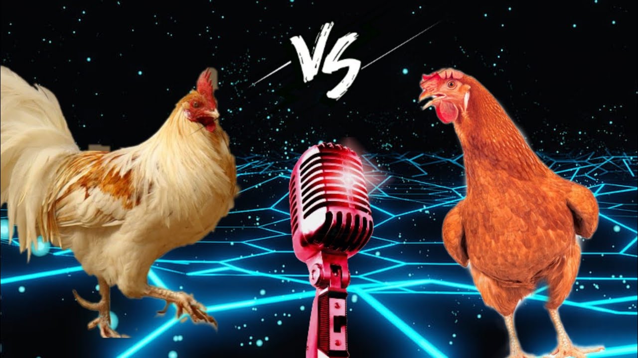 Jico.Chicken ! chicken Song & Videos - YouTube