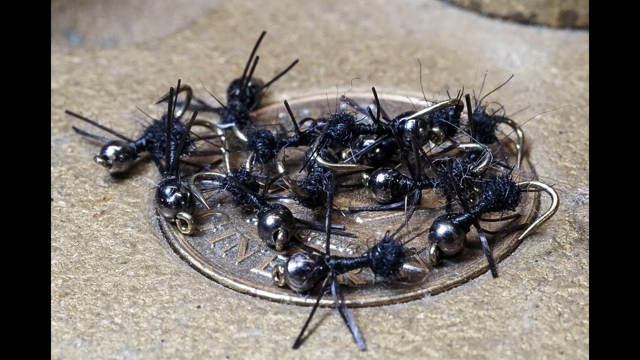 Perdigon Ant - YouTube