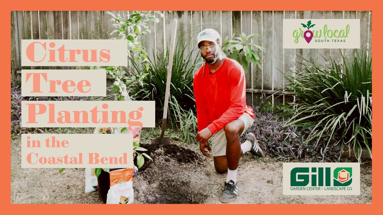 Citrus Tree Planting Guide - YouTube