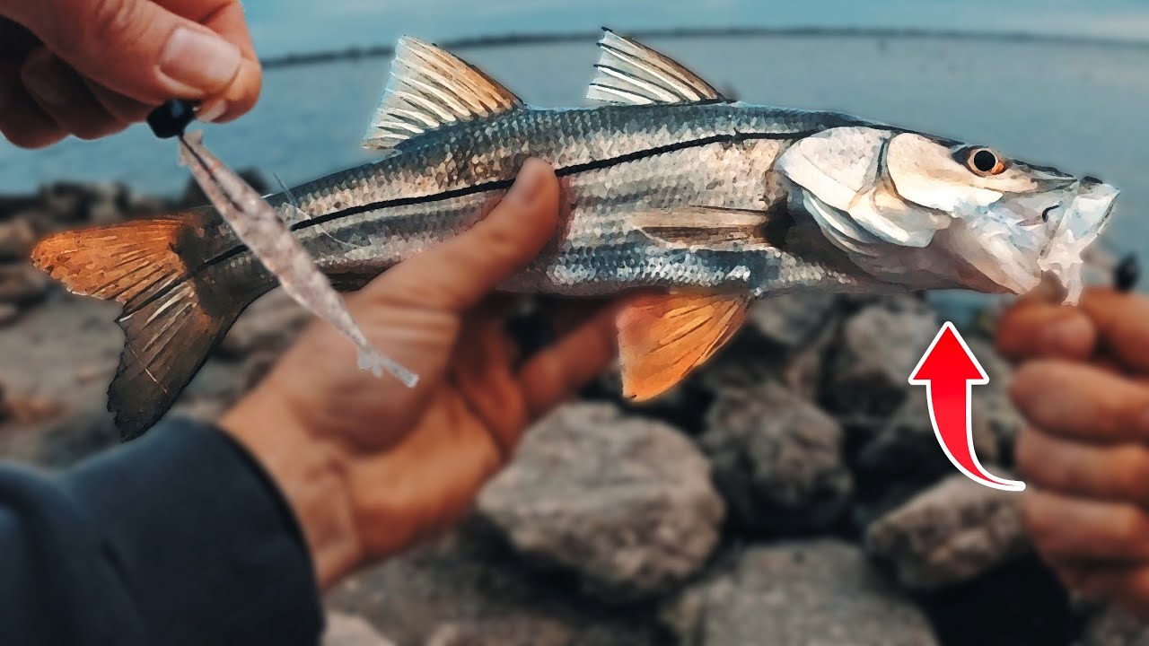 I FINALLY Caught It! Florida Snook Fishing Thumper Shrimp - YouTube