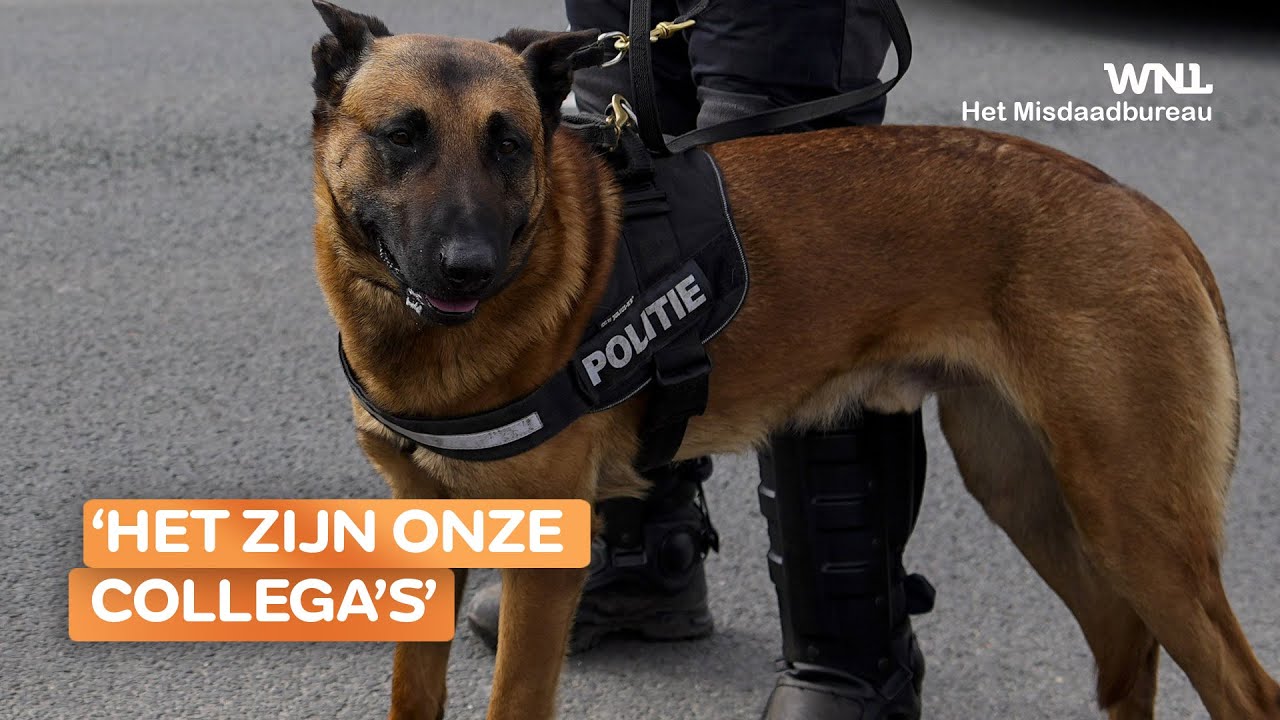 Wordt er goed gezorgd voor politiehonden- en paarden? 'Het zijn onze ...