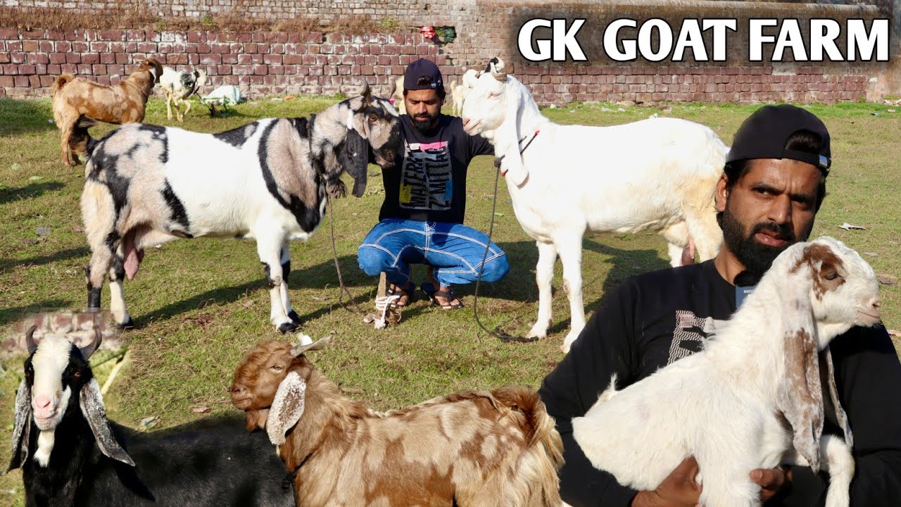 Top Quality Wala Maal Arrived At GK Goat Farm - YouTube