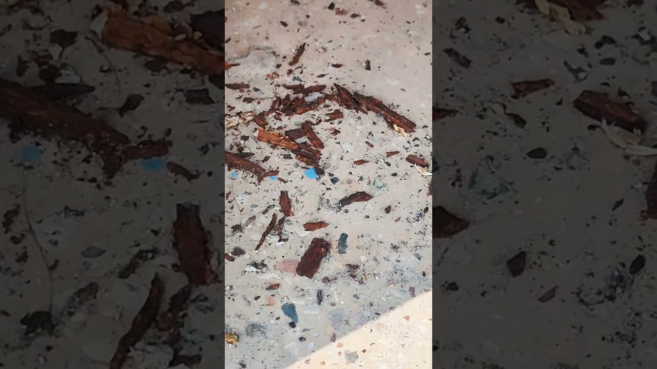 About The Jungles || A tour in Jungle || Rare worms/insects found ...