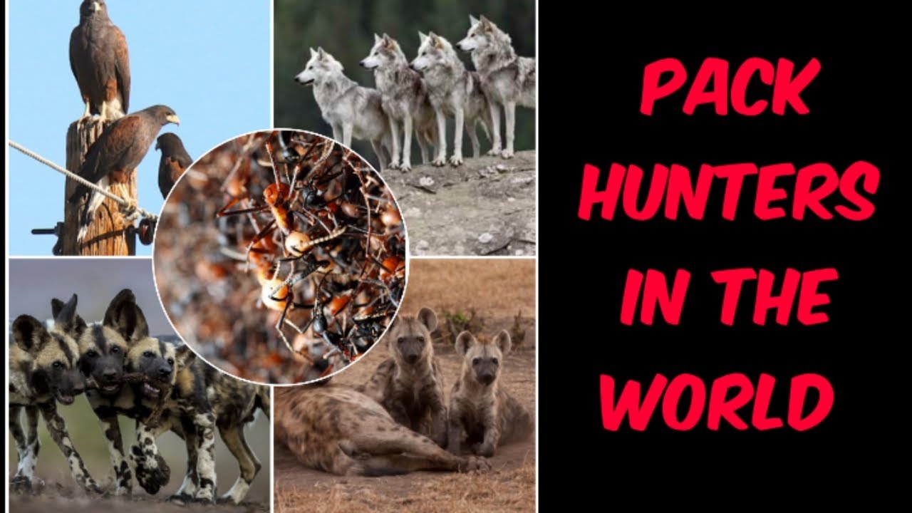 PACK HUNTERS IN THE WORLD !! - YouTube